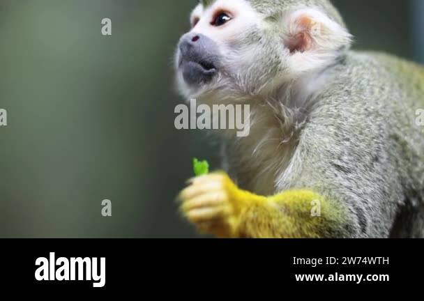 Squirrel monkey hand Stock Videos & Footage - HD and 4K Video Clips - Alamy