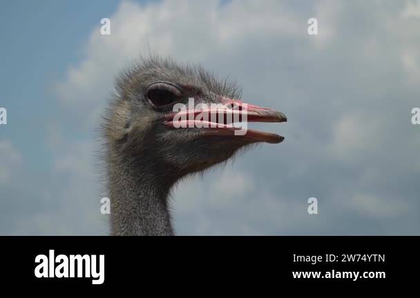 Portrait emu ostrich bird Stock Videos & Footage - HD and 4K Video ...