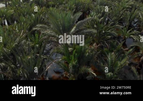 Aerial drone point view aftermath of heavy rain, flooded fields, dead ...