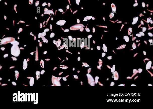 Flying many sea shells on black background. Collection of realistic ...