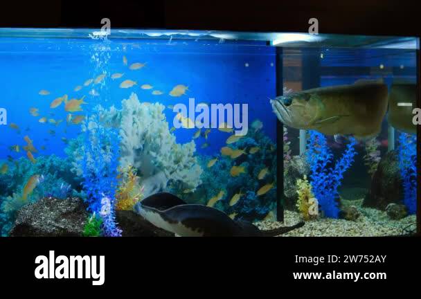 Silver arowana (Osteoglossum bicirrhosum). A large ornamental fish ...