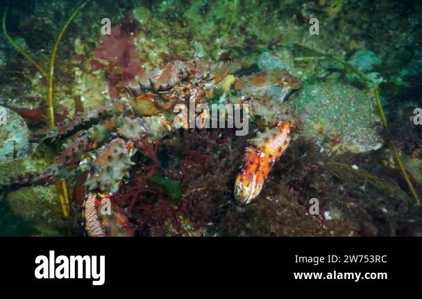 Spiny king crab Paralithodes brevipess underwater in Sea of Okhotsk ...