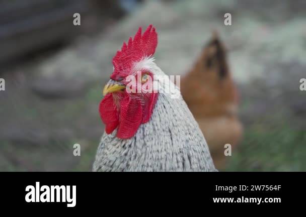 Pretty rooster Stock Videos & Footage - HD and 4K Video Clips - Alamy