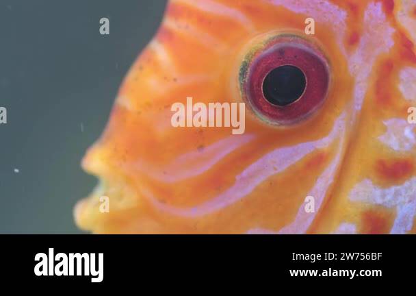 Discus eye Stock Videos & Footage - HD and 4K Video Clips - Alamy