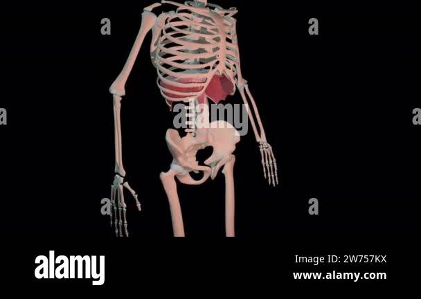 This 3d animation shows the diaphragm abdominis muscles in full ...
