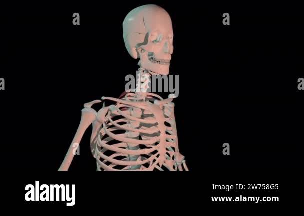 This 3d animation shows the serratus posterior superior muscles in full ...