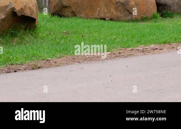 Unrecognizable bad person throws plastic bottle into the grass in the ...