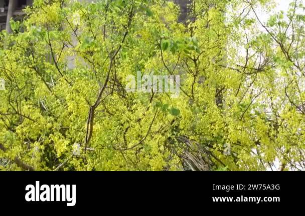Cassia fistula, known as the golden rain tree, canafistula, and in ...