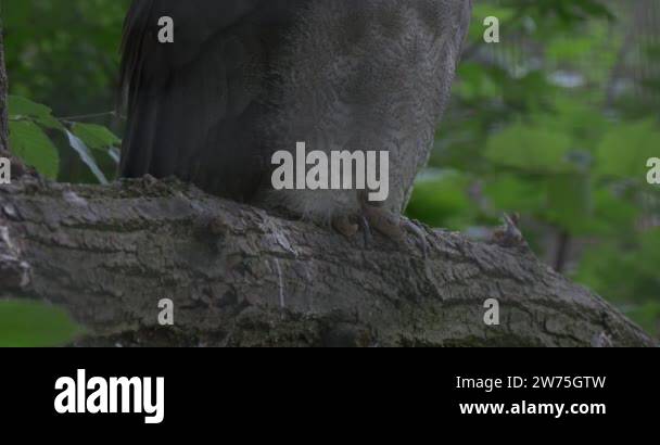 Birds body part Stock Videos & Footage - HD and 4K Video Clips - Alamy