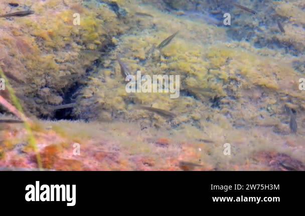 Small fishes on mossy stones in their natural underwater environment ...