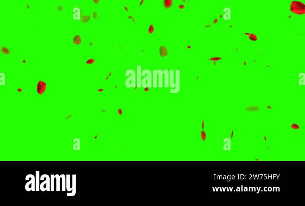 red rose petals flying on chroma key, green screen background, love and ...