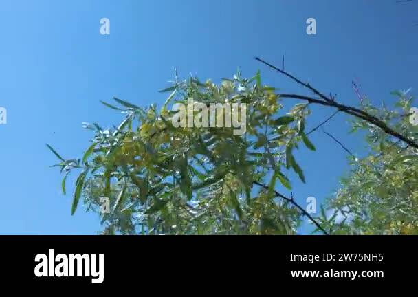 Elaeagnus willow Stock Videos & Footage - HD and 4K Video Clips - Alamy