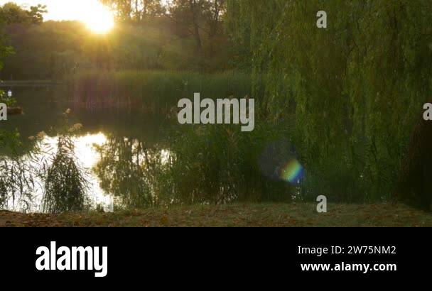 Forest Lake Sunset Sun is Sitting Behind The Trees at Opposite Bank ...