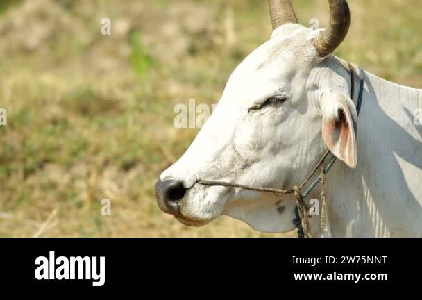 Cow behavior Stock Videos & Footage - HD and 4K Video Clips - Alamy