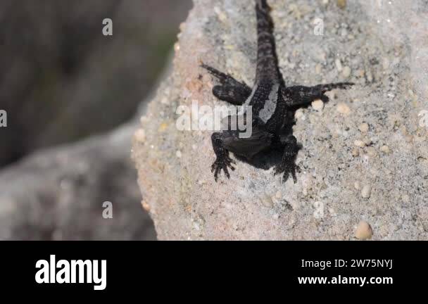 Amphibolurus muricatus Stock Videos & Footage - HD and 4K Video Clips ...