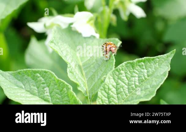 Colorado beetle (Leptinotarsa decemlineata) bug crawling on potato ...