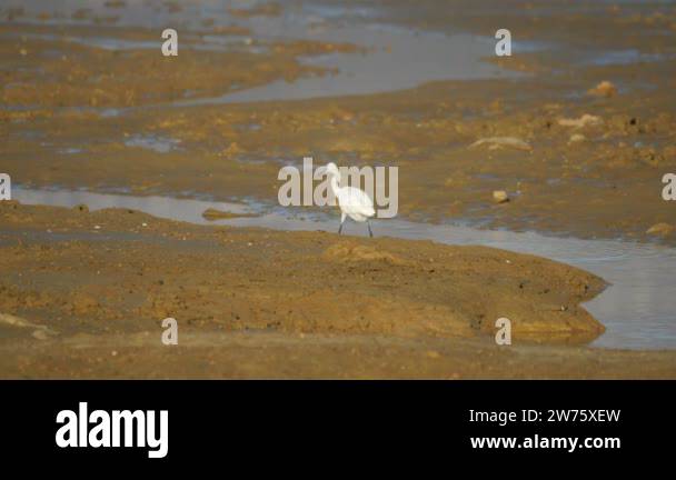 Bird with small fish Stock Videos & Footage - HD and 4K Video Clips - Alamy