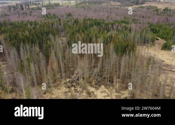 Aerial bark wood beetle drone pest Ips typographus dead spruce tree ...