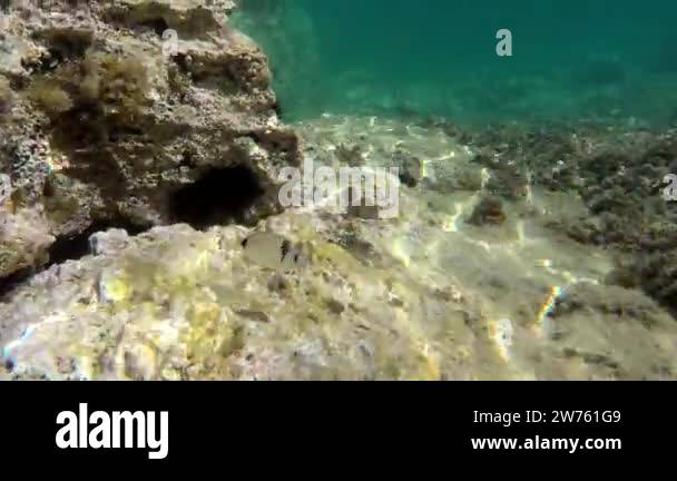Underwater of a real sea with microscopic animals, planktons and small ...