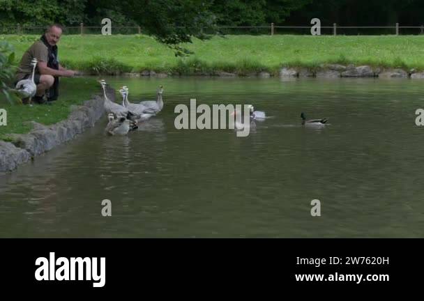 Man feeding geese Stock Videos & Footage - HD and 4K Video Clips - Alamy