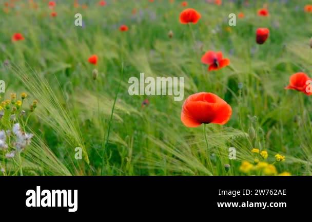 Close up red poppy flowers in green field on sunset daisies in the wind ...