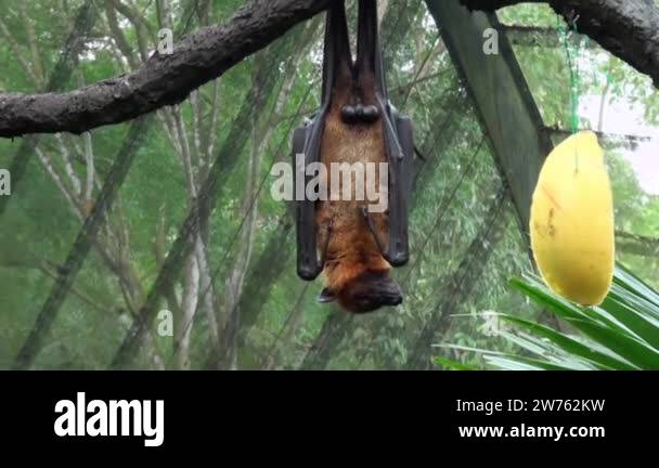 Flying fox, fruit bat, eating fruit hanging upside down from the top of ...