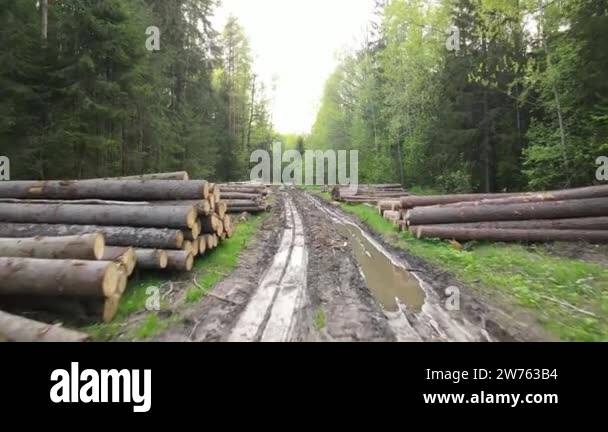 Stacks of logs along a forest road. Timber from the forest. Logging of ...