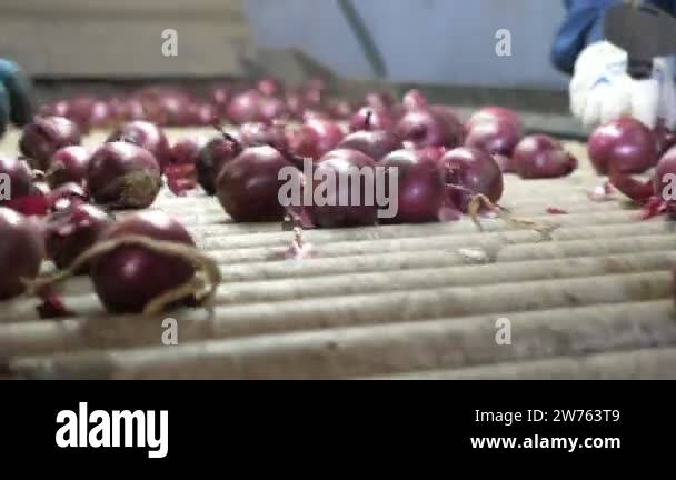 Clean onions rushing on modern conveyor with round tubes and working ...