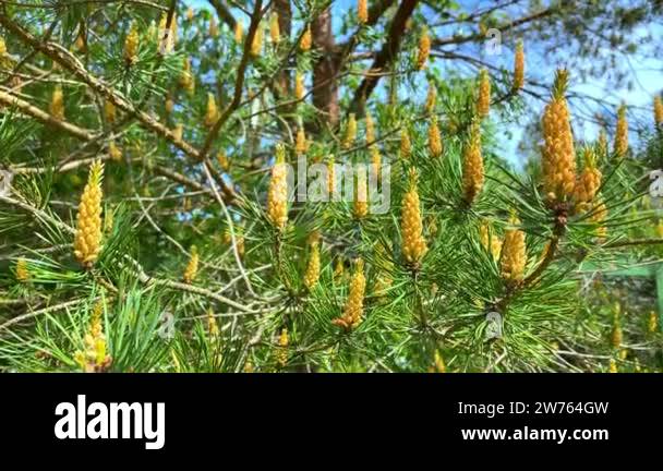 Forming pine cones Stock Videos & Footage - HD and 4K Video Clips - Alamy