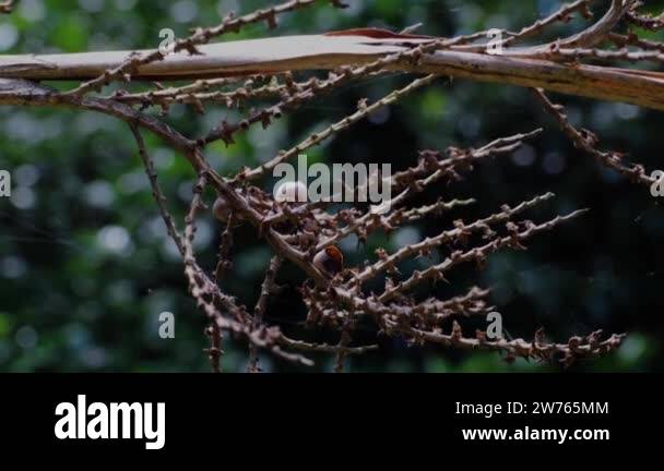 Silver comet trail - Spider webs on a tree branch - The Silver Comet ...
