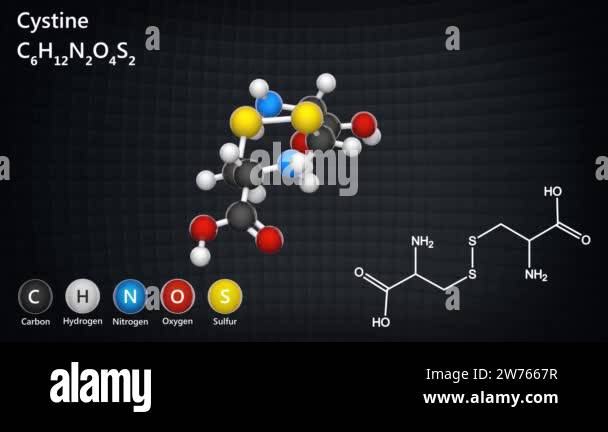 Chemical structural formula and model of cystine. Non-standard amino ...