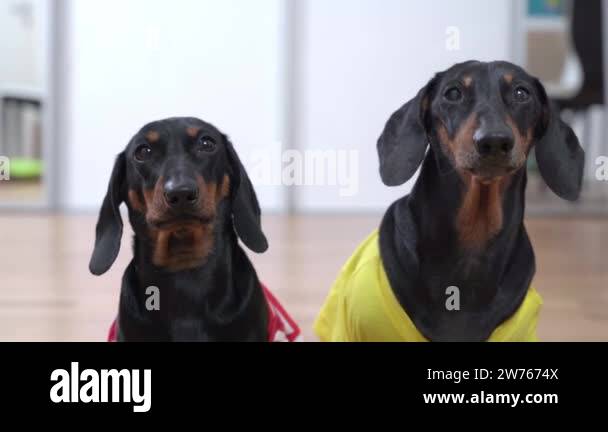 Paparazzi dogs Stock Videos & Footage - HD and 4K Video Clips - Alamy