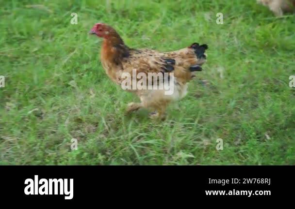 Chicken hen in country Stock Videos & Footage - HD and 4K Video Clips ...