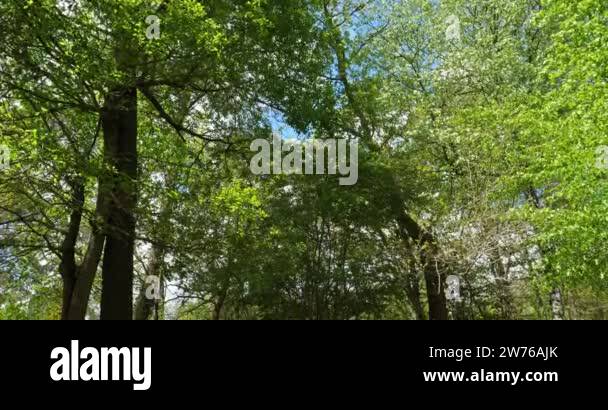 Tomb of merlin Stock Videos & Footage - HD and 4K Video Clips - Alamy