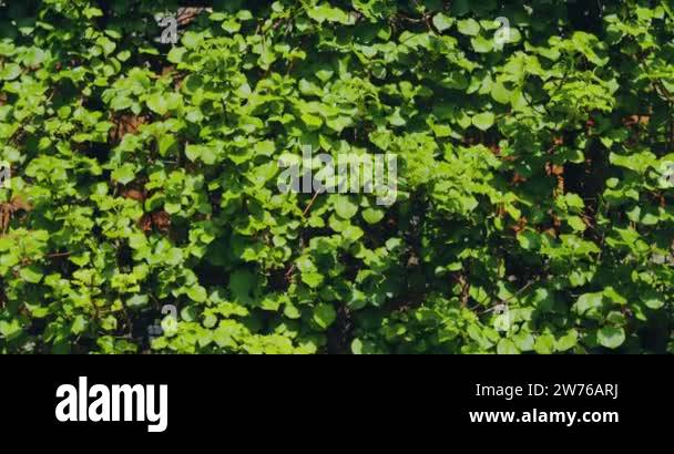 Lush park planting Stock Videos & Footage - HD and 4K Video Clips - Alamy