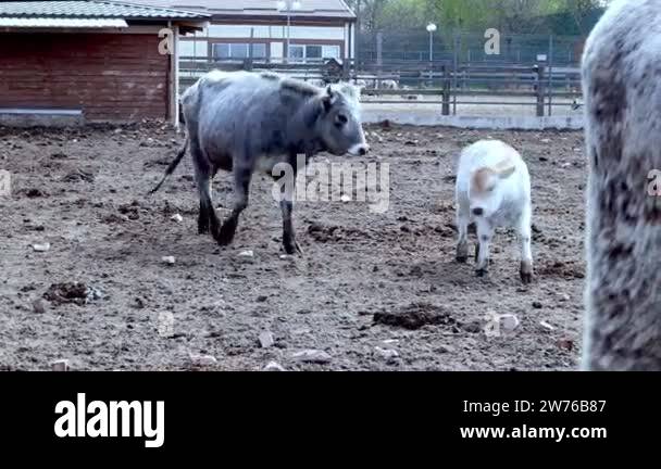 Hungarian and Ukrainian gray cows on the farm. Aboriginal breed of ...