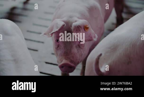 Livestock piglet pork Stock Videos & Footage - HD and 4K Video Clips ...