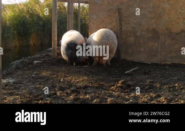 Argue Stock Videos & Footage - HD and 4K Video Clips - Alamy
