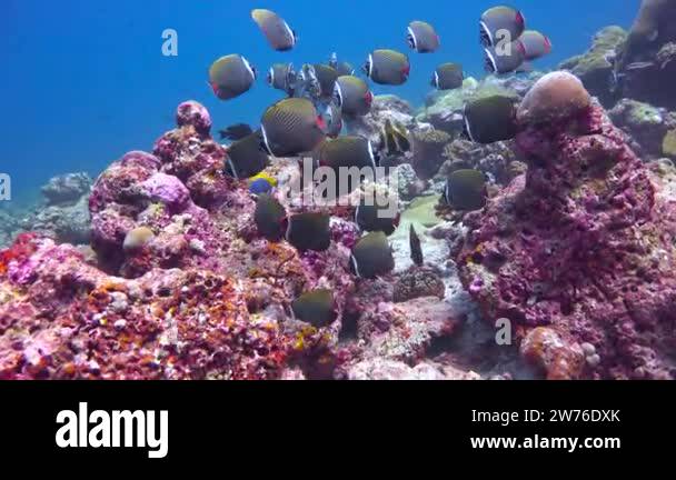 A flock of Pakistani butterfly fish. Exciting diving on the reefs of ...