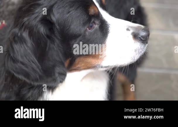 Bernese culture Stock Videos & Footage - HD and 4K Video Clips - Alamy