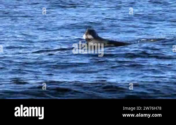 Animal seal Stock Videos & Footage - HD and 4K Video Clips - Alamy