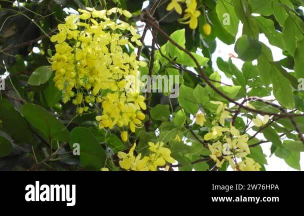 Cassia fistula, known as the golden rain tree, canafistula, and in ...