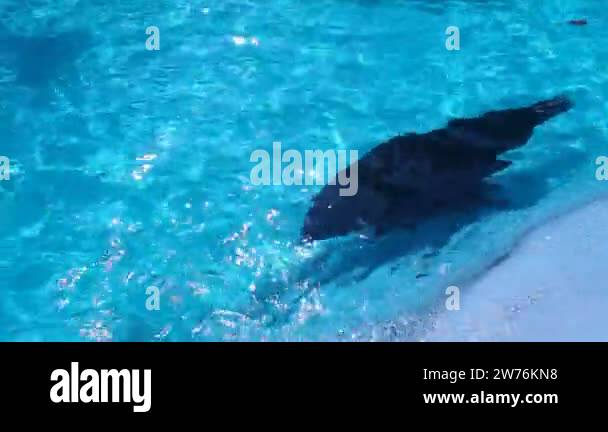 The seal swims under water and turns sharply in the other direction ...