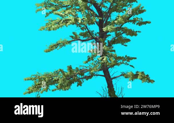 Plitvice Maple Chroma Key Blue Screen Inclined Tree With Green Leaves ...