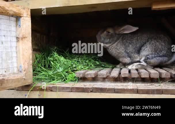 Small feeding brown rabbit chewing grass in rabbit-hutch on animal farm ...