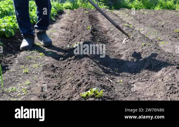 Hoe weeding in between rows of vegetables, Tilling Soil At The Garden ...