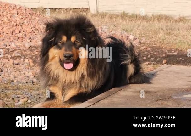 Buryat mongolian wolfhound Stock Videos & Footage - HD and 4K Video ...