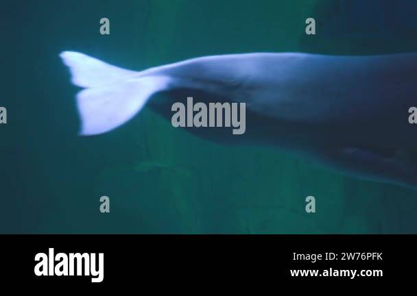 Underwater view beluga whale Stock Videos & Footage - HD and 4K Video ...