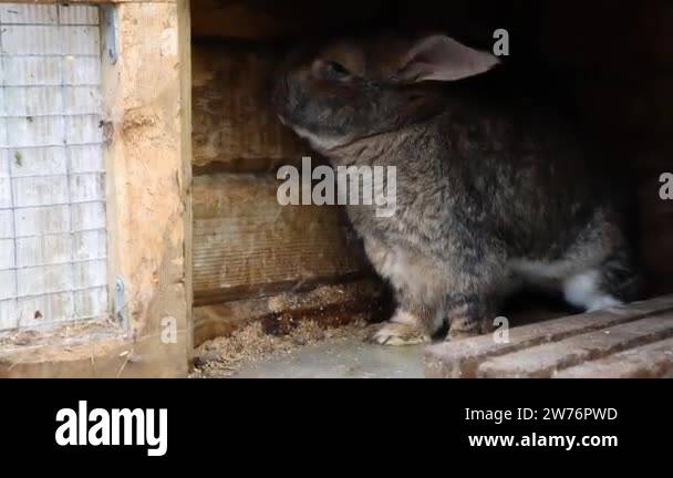 Small feeding brown rabbit in rabbit-hutch on animal farm, barn ranch ...
