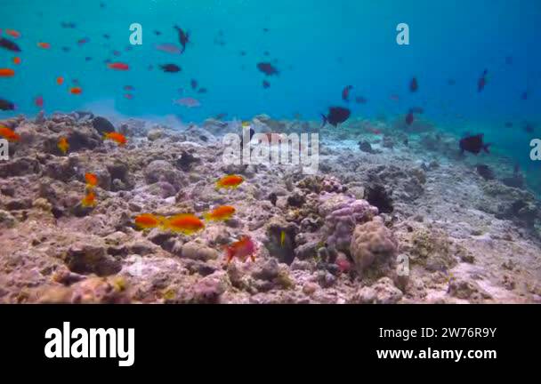 Exciting diving on the reefs of the Maldives archipelago Stock Video ...